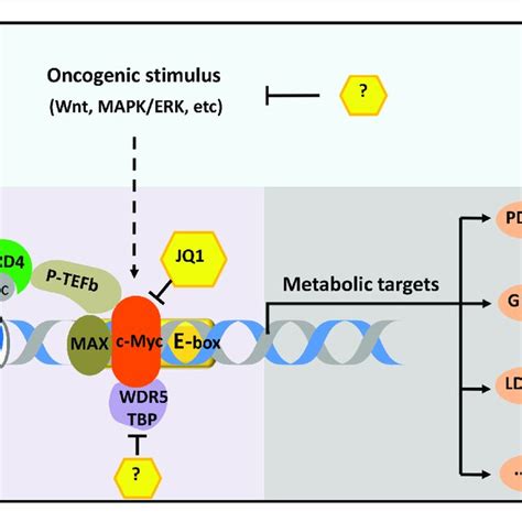 The C Myc Related Gene Transcription Network The Transcription Factor Download Scientific