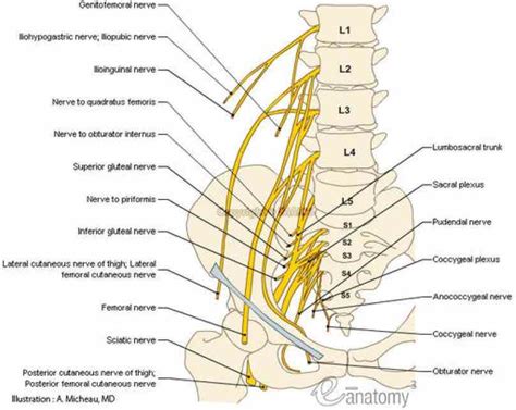 Anatomy Of Lumbar Plexus