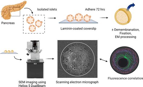 Human Cell Electron Microscope