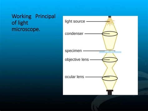 numerical aperture and limits of resolution of microscope pptx