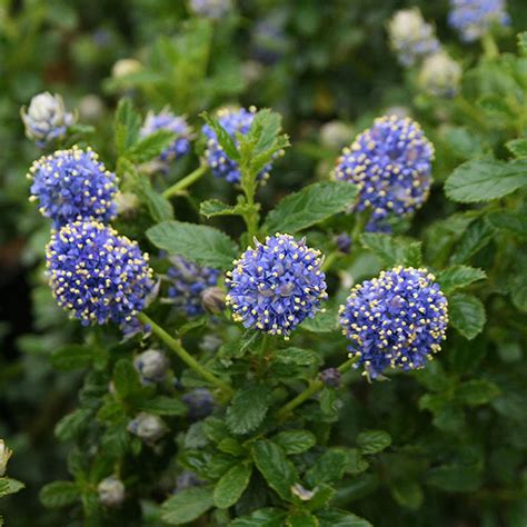 20 Ceanothus Varieties To Grow In Your Beautiful Garden Uk The Arches