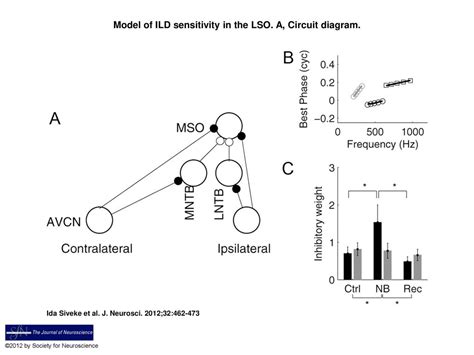 Model Of Ild Sensitivity In The Lso A Circuit Diagram Ppt Download