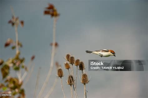 Small Bird Taking Off From A Plant Woodchat Shrike Lanius Senator Stock