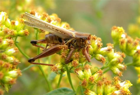 Headless Bug By Bbobby707 On Deviantart