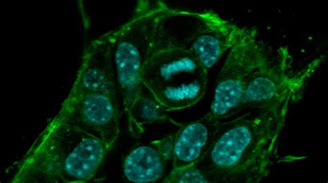 Cellular Biophysics Department Of Bioscience