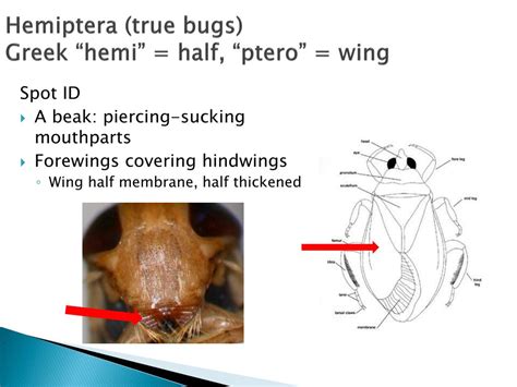 Ppt Insect Classification Powerpoint Presentation Free Download Id