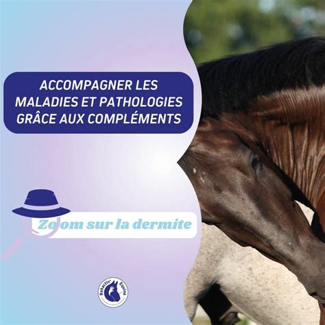 La Dermite Estivale Aider Son Cheval Grâce Aux Compléments Rehactiv