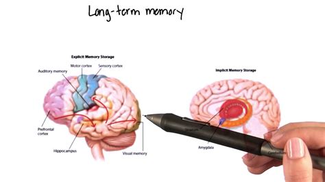 Memory Storage Brain