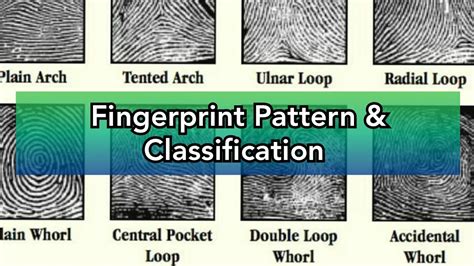Pattern And Categories Of Fingerprints Criminalistics Dactyloscopy