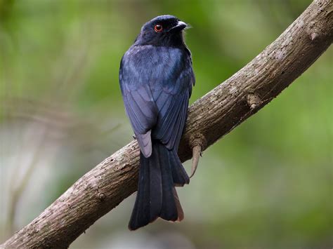 Square Tailed Drongo Ebird
