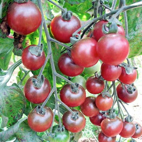Tomaat Rosella | Tomatenzaad, Bloemzaden, Planten