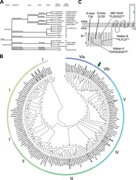 Pdr6 Contains All The Features Of A Pdr Type Abc Transporter And Is Download Scientific Diagram