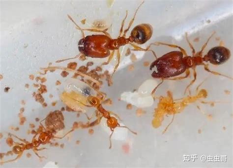 家里有小黄蚂蚁，如何杀灭？