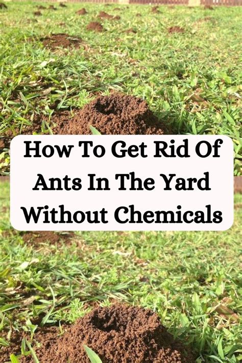 13 Best Tips For Mulching Artofit