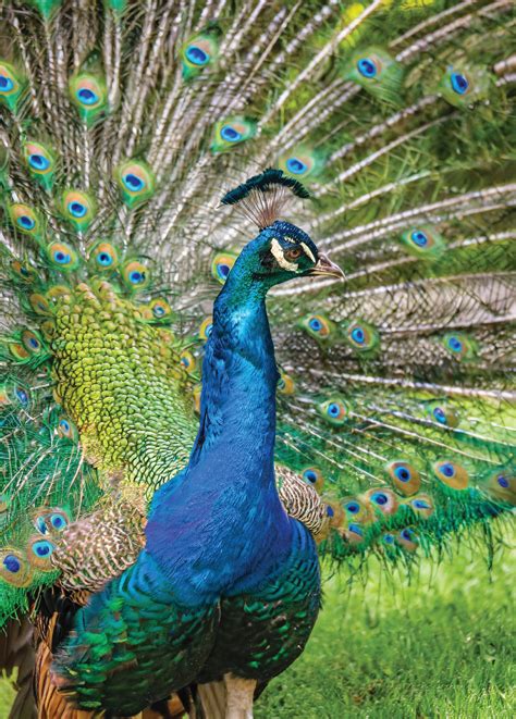 Blank Peacock Code 50 Colman Wholesale