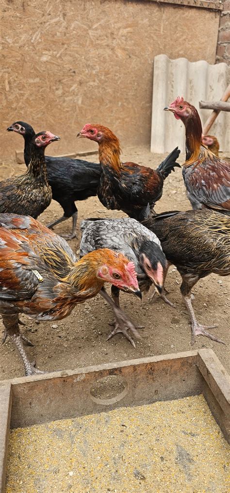 Roberto Kuan Lambruschini