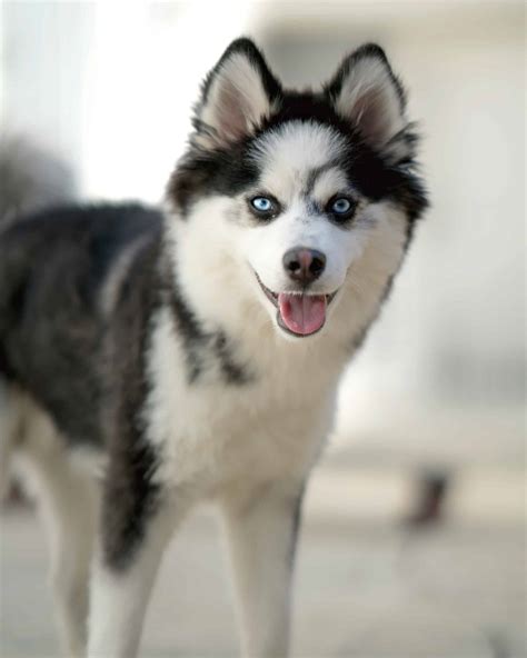 Pomeranian Mixes 45 Adorable Crossbreeds With Pictures