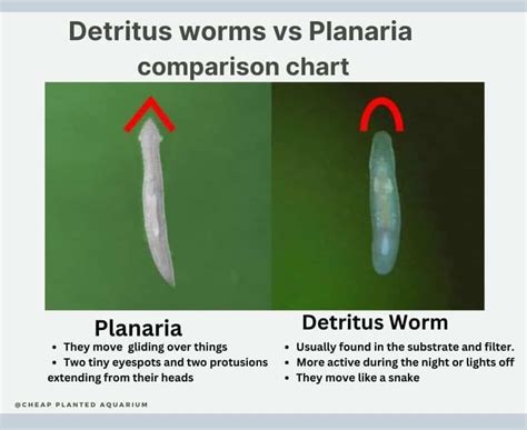 Planaria And Hydra Elimination In Shrimp Tanks Fmsmb