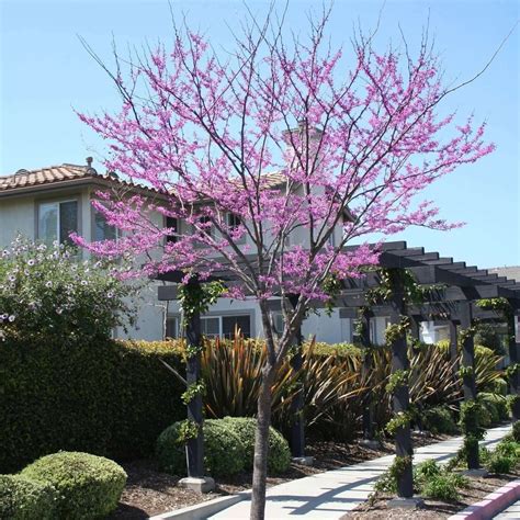 Eastern Redbud Tree Plants Express