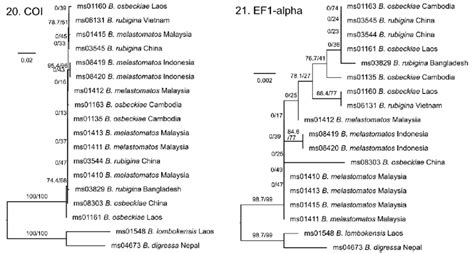 21 Maximum Likelihood Trees Based On Coi 20 And Ef1 Alpha 21 Dna 21 Maximum Likelihood Trees Based On Coi 20 And Ef1 Alpha 21 Dna