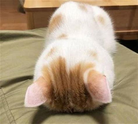 신기하게 바닥에 얼굴 콕 박고 세상 모르게 잔다는 고양이의 귀여운 뒷모습 애니멀 플래닛