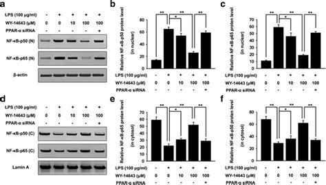 Nuclear Translocations Of Nf Kb P50 And Nf Kb P65 After Stimulating