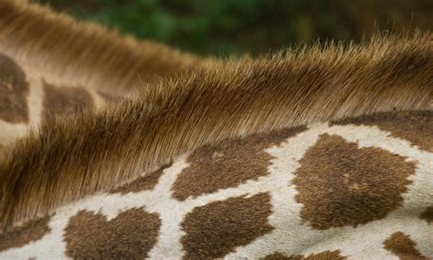 Fotos Gratis Césped Arena Fauna Silvestre Pelaje Patrón Mamífero