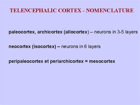 Telencephalic Cortex Nomenclature Paleocortex Archicortex Allocortex Telencephalic Cortex Nomenclature Paleocortex Archicortex Allocortex