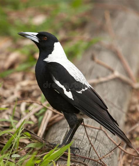 Australian Magpie Stock Image Image Of Australia Magpie 41257173