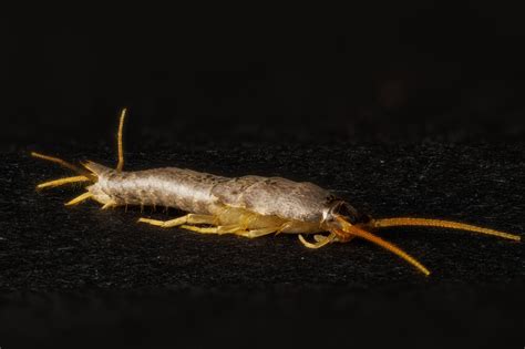 Found A Silverfish Rmacroporn