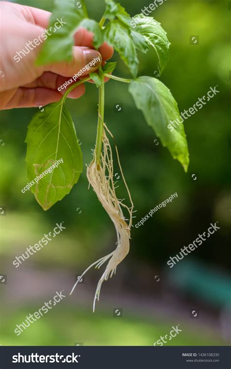 386 Imágenes Fotos De Stock Objetos En 3d Y Vectores Sobre