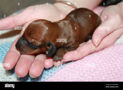 One Of The Worlds Best Loved Dog Breeds The Miniature Dachshund