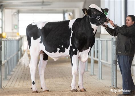 Semex Progenesis Total 0200ho12458 Hocanm14074947
