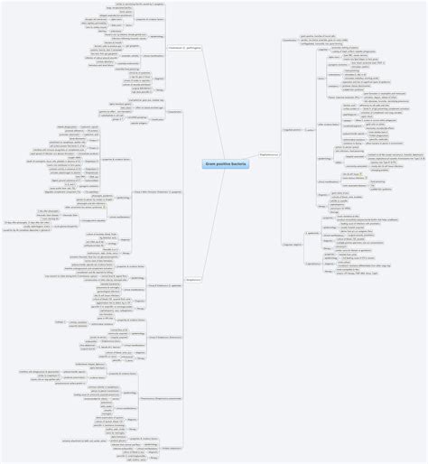 Gram Positive Bacteria Dawnyface Xmind