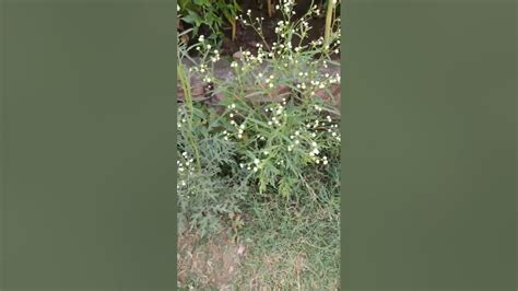 Parthinium Grass Or Carrot Grass Congress Grass Or Gajar Ghas Or