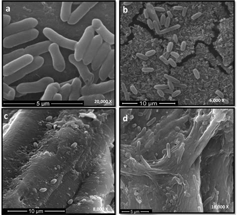 Scanning Electron Micrographs Of Paenibacillus Sp A59 Grown On A Lb