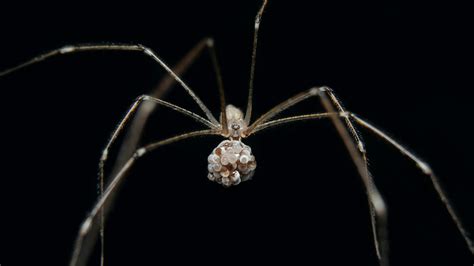 The Daddy Long Legs Spider Spider Facts
