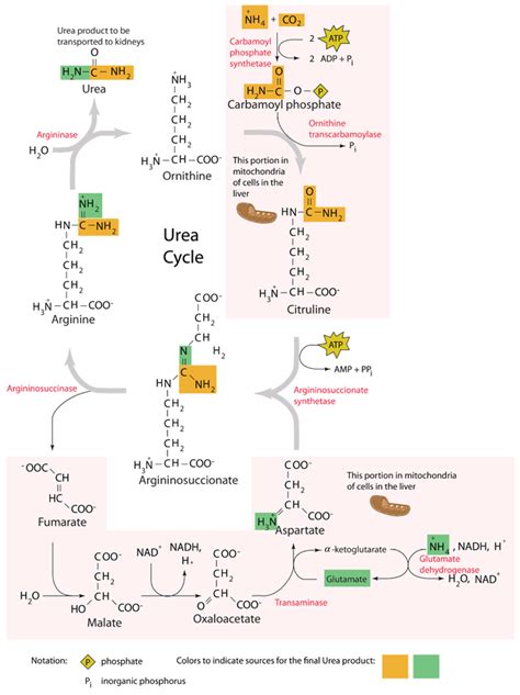 The Urea Cycle