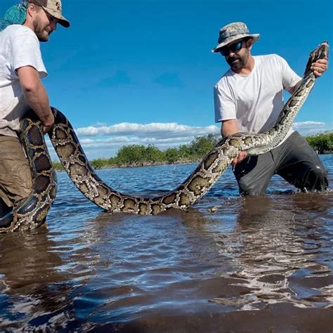 215 Pounds Of Burmese Python Organikos