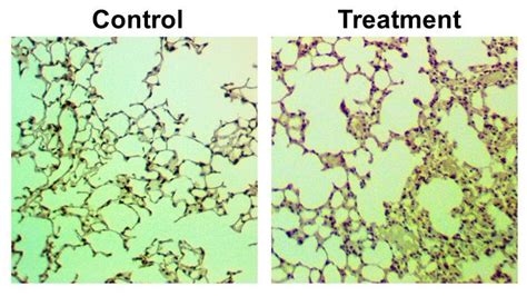 Anti Goat Hrp Dab Cell And Tissue Staining Kit Cts008 Randd Systems