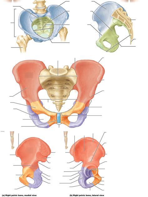 Bones Of The Pelvic Girdle Diagram Quizlet