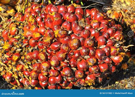 Fuit Palm Oil