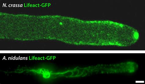 Actin Organization At Hyphal Apical And Subapical Regions In N Crassa