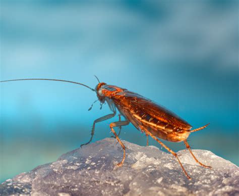 How Are Sticky Traps Useful For Managing Cockroaches Smartsenz®