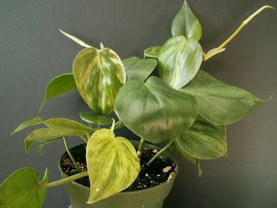 Plants Are The Strangest People 1 9 11 1 16 11