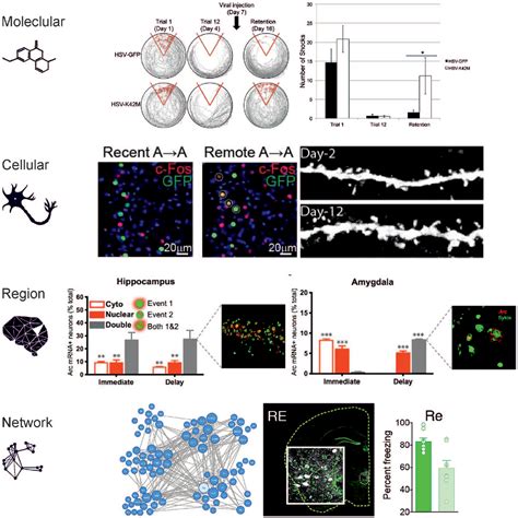 Figure 1 From Memory Engrams In The Neocortex Semantic Scholar