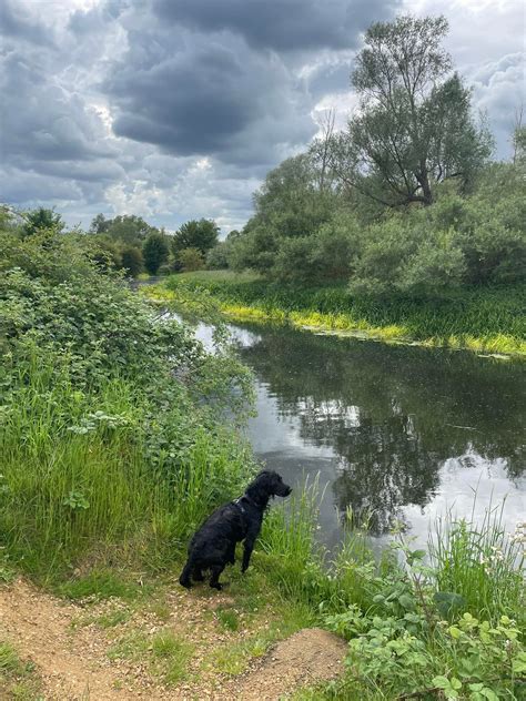 Cocker Spaniel Max Added A New Photo Cocker Spaniel Max
