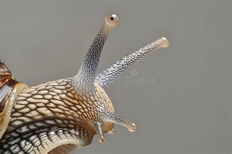 Snail S Eye View Exploring The Intricate Anatomy And Amazing Sensory