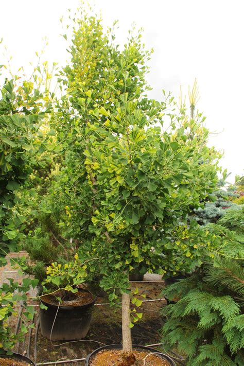 Nk Ginkgo Biloba Rainbow 🌈 220 ლარი გინკგო ბილობა რეინბოუ შტამბზე ნერგები 180 200 სმ Facebook