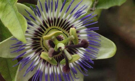 Passiflore Fleur De La Passion Planter Cultiver Tailler Promesse